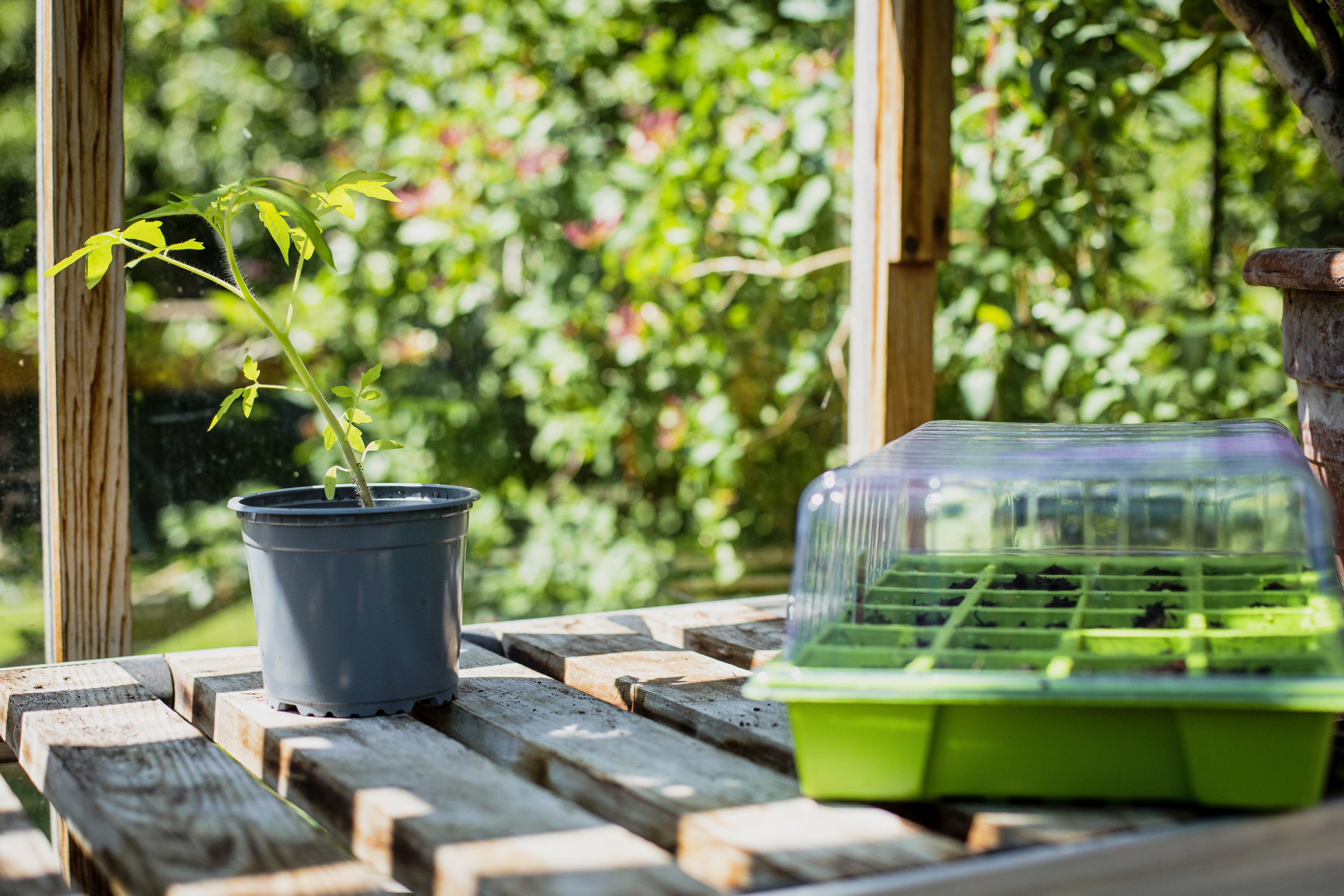Top tips for joining the Grow Your Own revolution | Honest